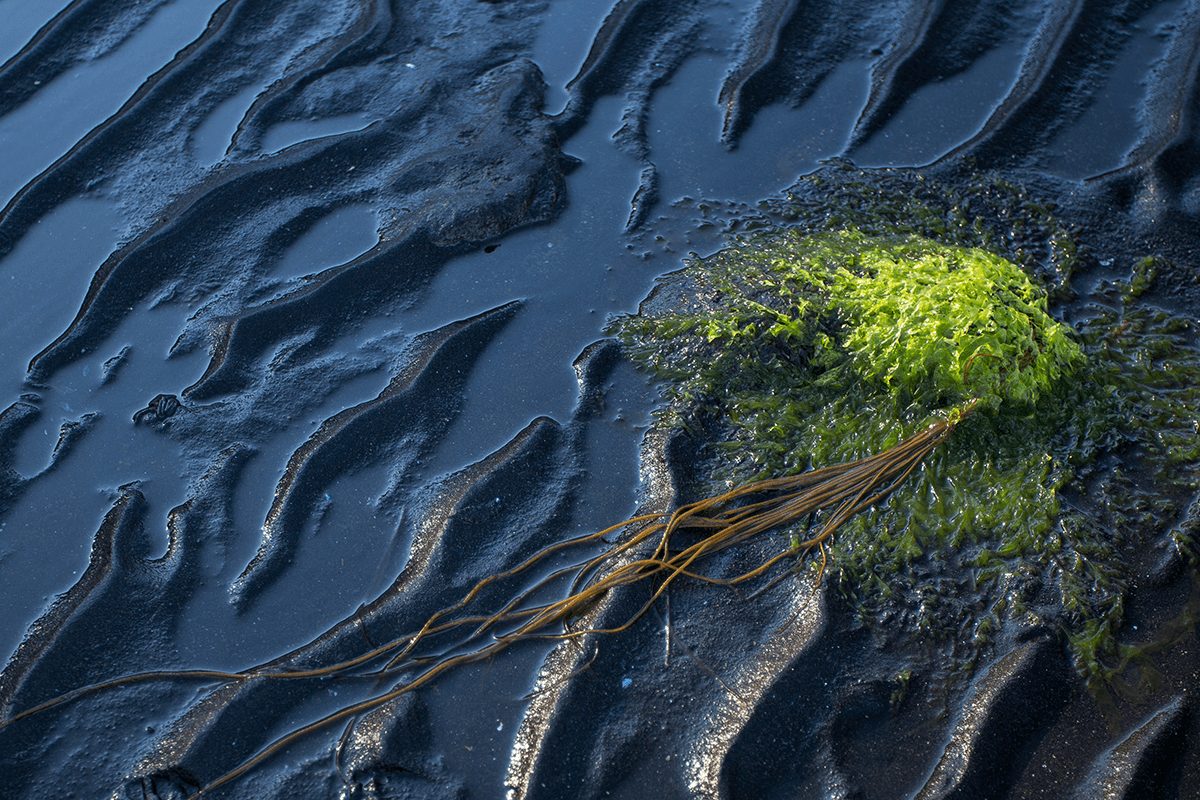 Oil Sediment Decontamination - Genflo